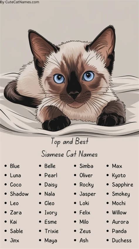 Finding The Perfect Name For Your Siamese Cat Ideas For Every Personality