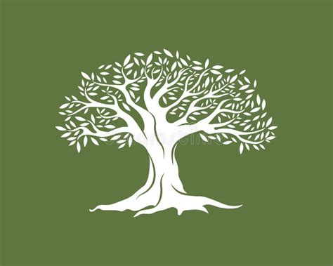 Olive Tree Vector Illustration Stock Vector Illustration Of Nature
