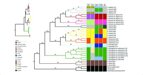 Phylogenetic Tree Reconstructed Via Maximum Likelihood Ml Analysis