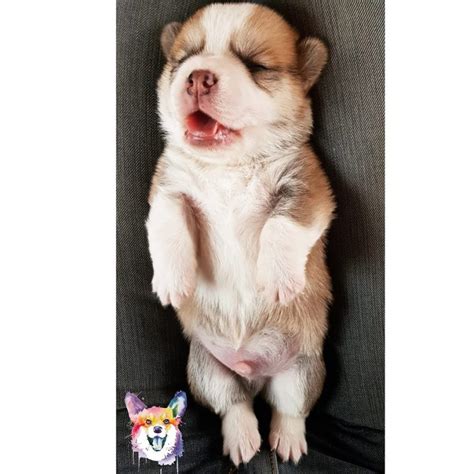 Venta De Corgi En Mexico Los Corgis Mas Bonitos ¡envio Internacional 2026
