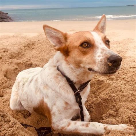Niamh Medium Female Red Heeler Mix Dog In Vic Petrescue