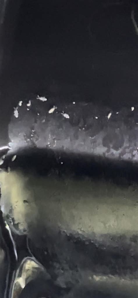 Small White Bugs Around Bottle Cap Rwhatisthisbug