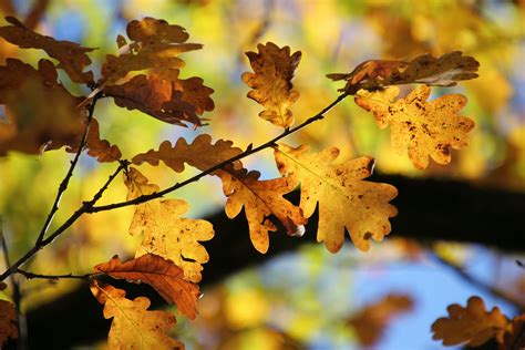 Light Orange Fall Leaf Photos Download The Best Free Light Orange Fall