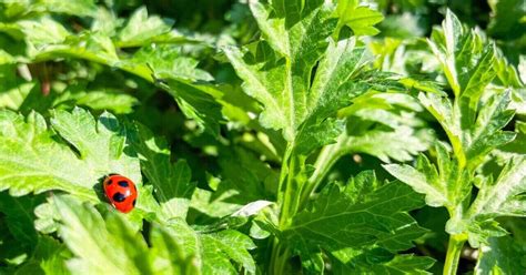 プロフィール｜suguri