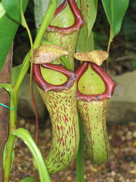 Pitcher Plants One Of About 40 Species Of Pitcher Plant Na… Flickr