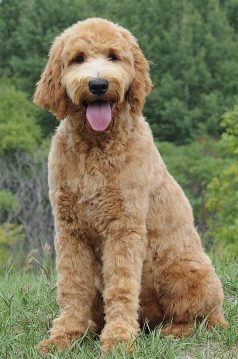 Whats A Goldendoodle Waco Poodles