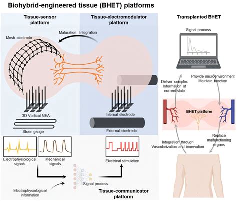 Biohybrid Engineered Tissue Platforms A New Frontier In Intelligent