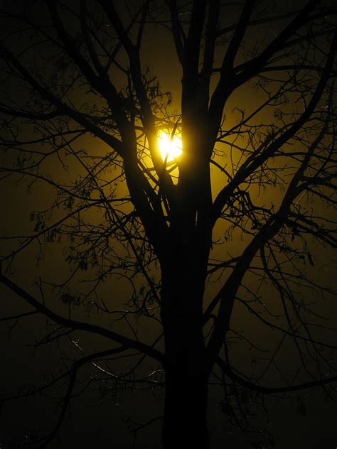 Free Photo Tree Silhouette Street Lamp Night Autumn Fog Light Hippopx