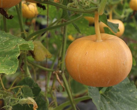 Growing Pumpkins Vertically The Space Saving Way To Grow Your