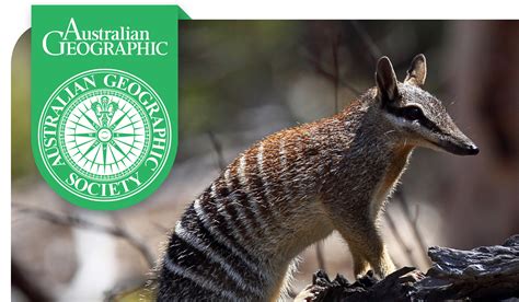 Numbats Spotted At Australian Geographic Stores — Project Numbat