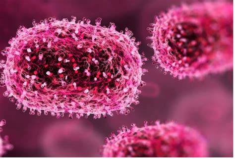 Lija E Majmunit Vjen Në Europë Konfirmohet Rasti I Parë Në Suedi