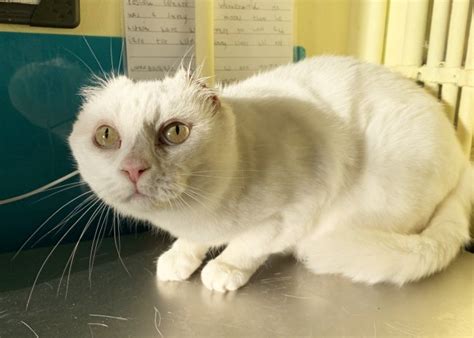 Adorable Cat With No Ears Needs A Home Can You Help Metro News