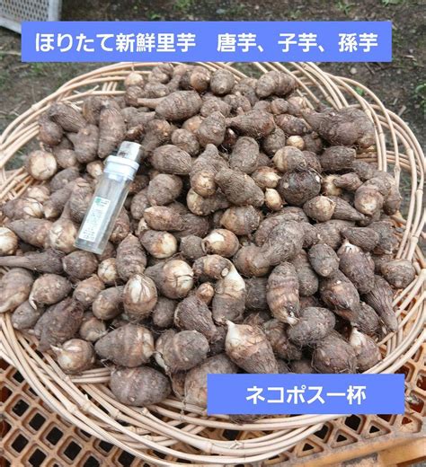 里芋 唐芋、子芋孫芋（極小）ネコポス一杯 栽培期間中農薬不使用 メルカリ