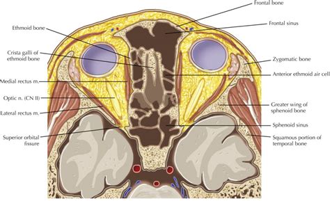 Paranasal Sinuses Radiology Key