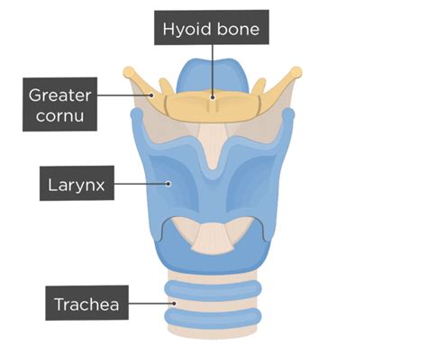 What Is The Only Jointless Bone In The Human Body Getbodysmart