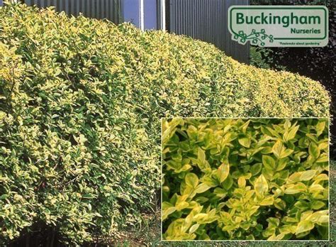 Ligustrum Ovalifolium Rhs
