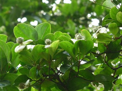 Dendrobenthamia Hongkongensis