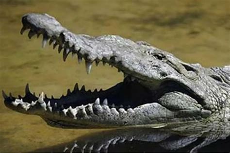 Australian Suffers Multiple Bite Wounds In Croc Attack Abs Cbn