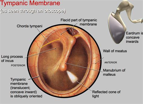 Tympanic Membrane Anatomy Chorda Tympani