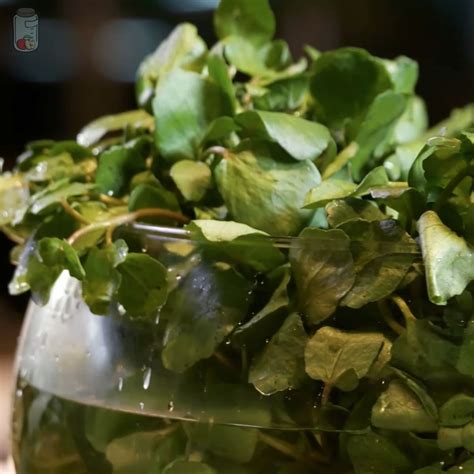 How To Store Watercress Fresh Fridge Frozen •【 2023