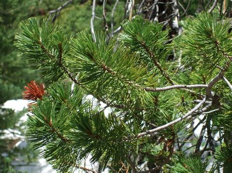 Shore Pine Pinus Contorta Native Plants Pnw