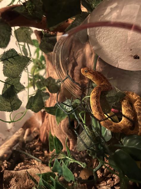 New Variable Bush Viper Rvenomouskeepers