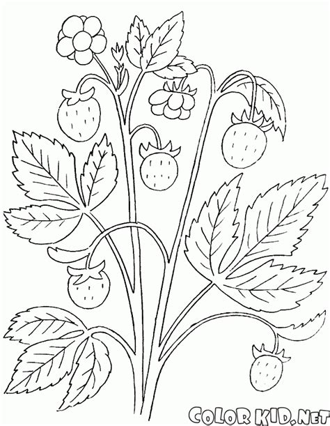 Maliny Kolorowanka Kolorowanki Druku Malina Sketch Coloring Page