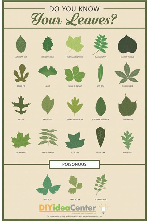 Leaf Identification Chart [infographic] Leaf Identification Leaf Identification Chart Tree