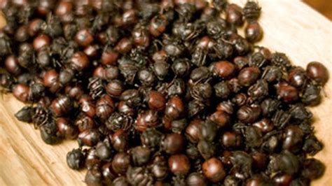 Las Hormigas Culonas