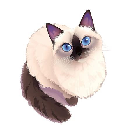 可爱暹罗猫素材