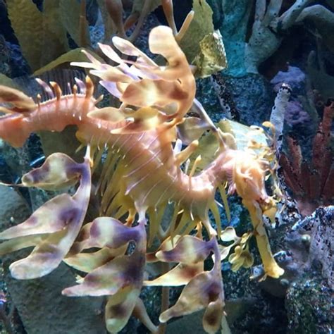 Behold The Leafy Seadragon Seadragon Phycoduruseques Dragons Fish
