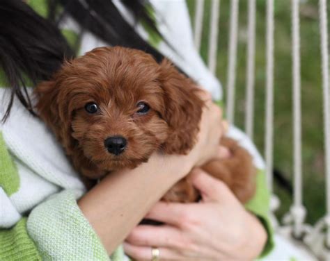 Red Cavapoo Guide Traits Photos Prices And More Premier Pups