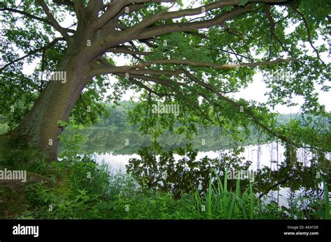 Oak Tree Huge Old Age Oaktree At Shore Lakefront Water Biosphere Stock
