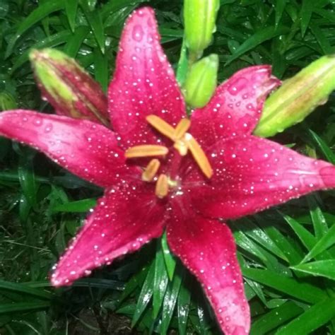 Lilium 'Landini', Lily 'Landini' (Asiatic) - uploaded by @Billiej09