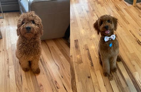 Haircuts Labradoodle Goldendoodle Teddy Bear Haircut Grooming Tips