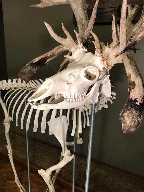Deer Skeleton Display In Museum Mule Deer Skeleton Full Deer