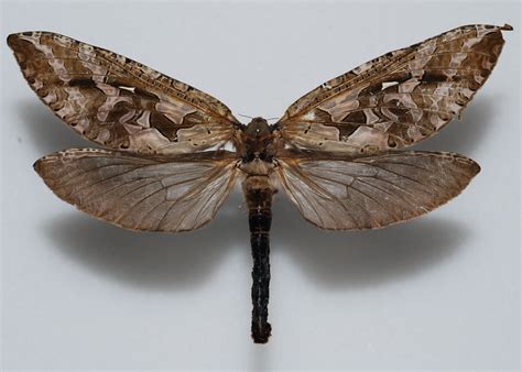 Ac05 Hepialidae Phassus Triangularis Geoff Gallice Flickr