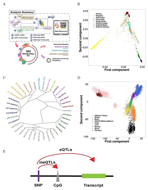Integrative Multi Omics Database Imomdb Of Asian Pregnant Women Pmc