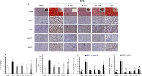 Effect Of Pnf Treatment On Dio Mouse Model Liver A Liver Oil Red Download Scientific Diagram