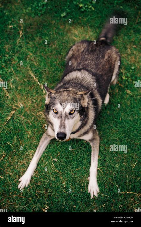 Wolf Labrador Mix