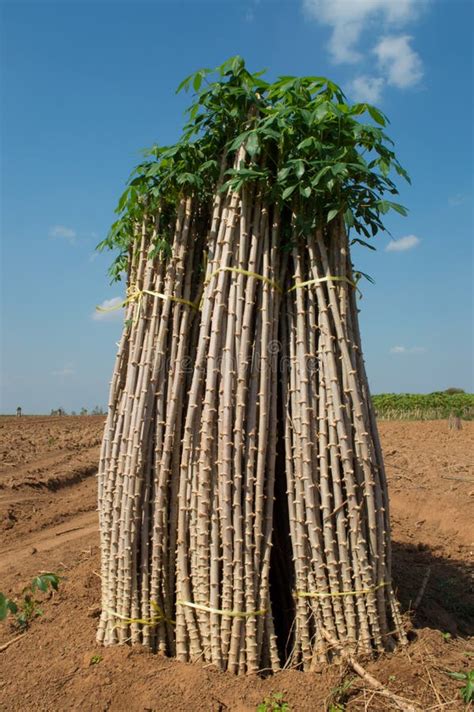Cassasva Farm Stock Image Image Of Farmland Agriculture 49424973