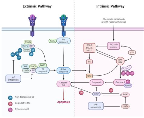 Apoptosis Definition Pathways Assay Examples Vs Necrosis