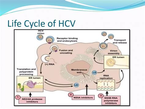 Hepatitis C Virus Hcv Pptx