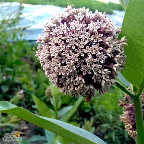 Milkweed Seed Common Vanilla Scented Flowers Appear Midsummer Sow True Seed Wholesale