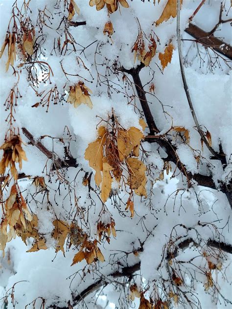 Scenes This Morning Around Snowy Ashley Pond Park