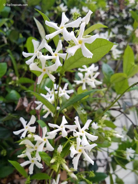 Trachelospermum Jasminoides Confederate Jasmine Top Tropicals Plant