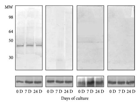Western Blot Analysis Of Protein Expression A B And C Show