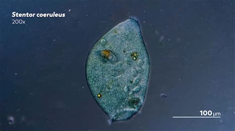 Journey To The Microcosmos We Upgraded Our Microscope
