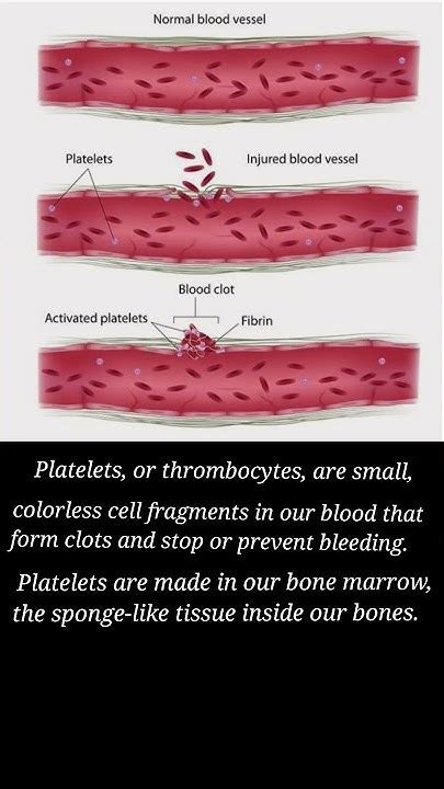 Platelets Function Youtube