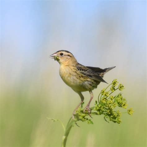 Bobolink — Madison Audubon